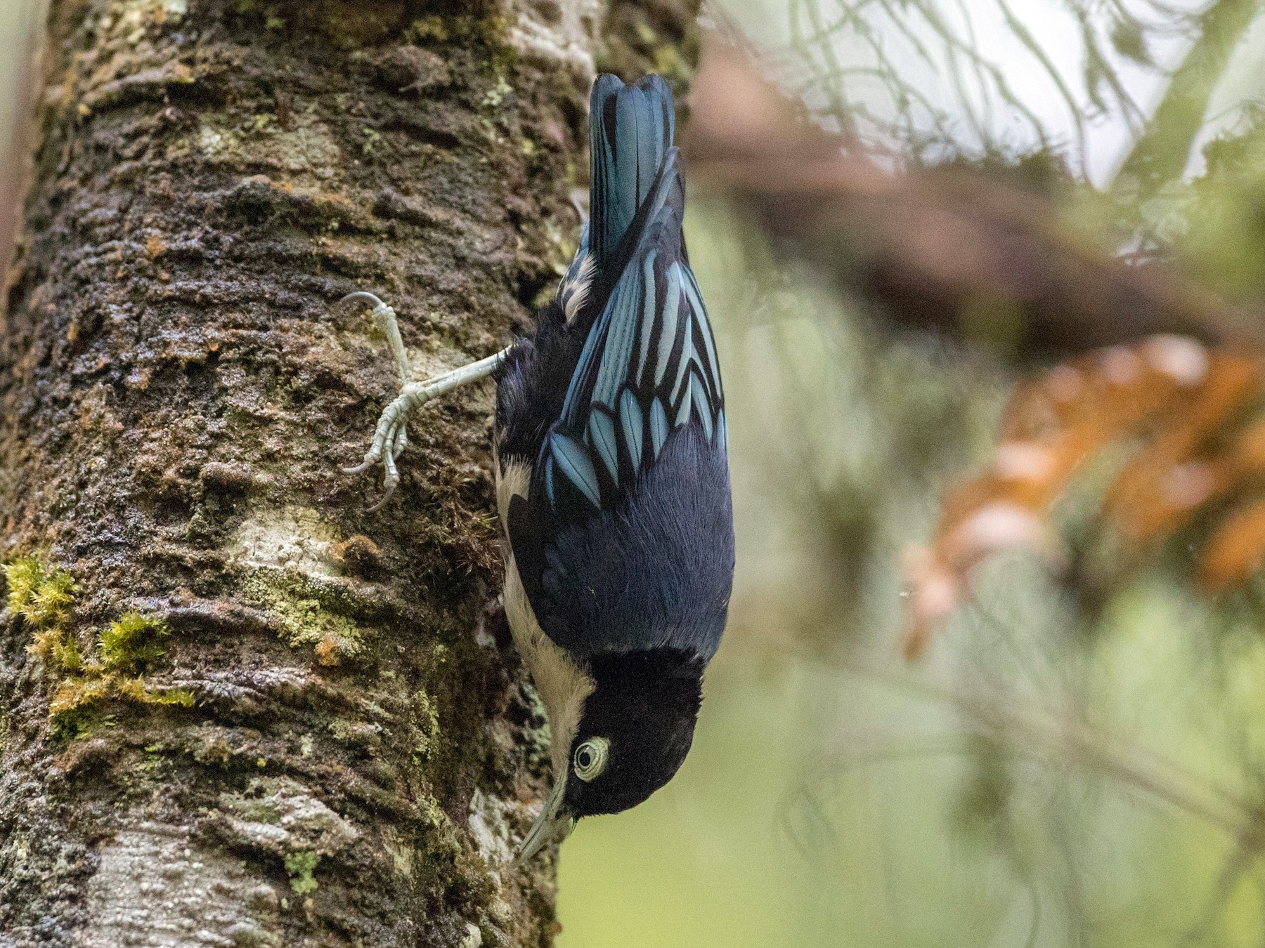 Blue Nuthatch - eBird
