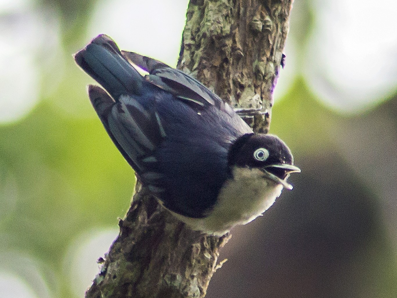 Blue Nuthatch - eBird