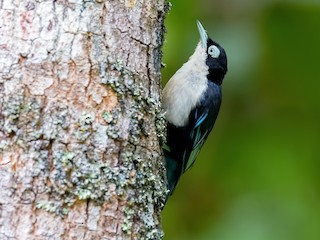 Blue Nuthatch - eBird