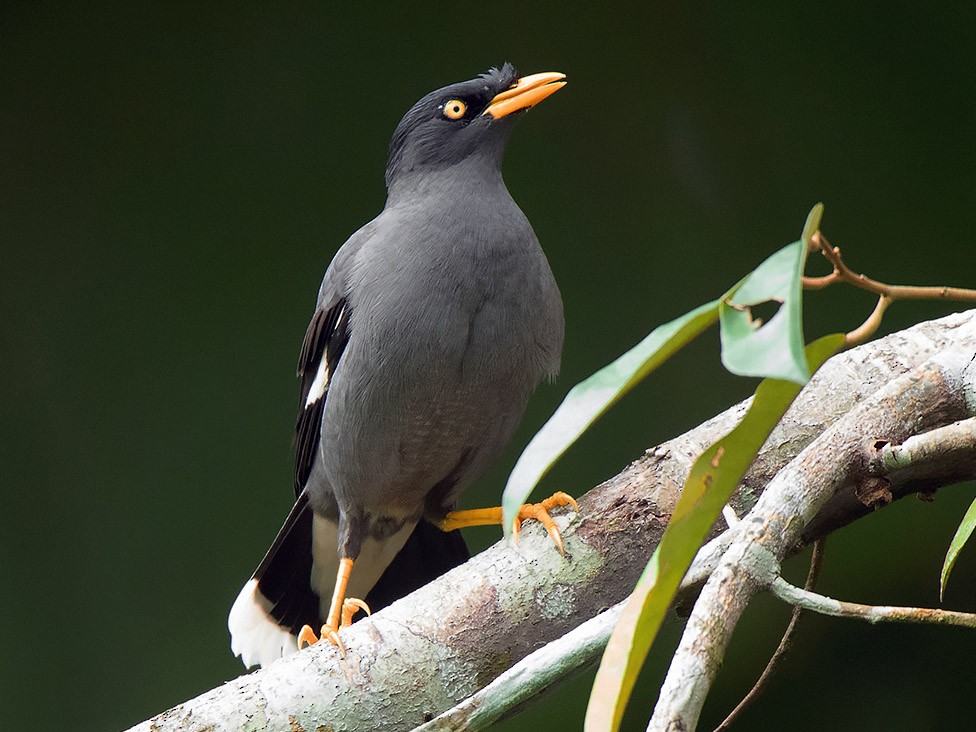 Pale-bellied Myna - eBird