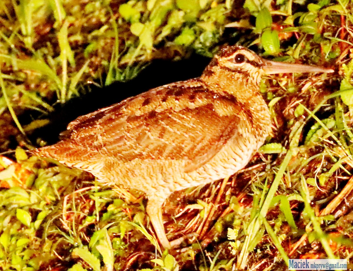 eBird Checklist - 1 Mar 2020 - Unnamed Road, Yamato, Kagoshima, JP ...