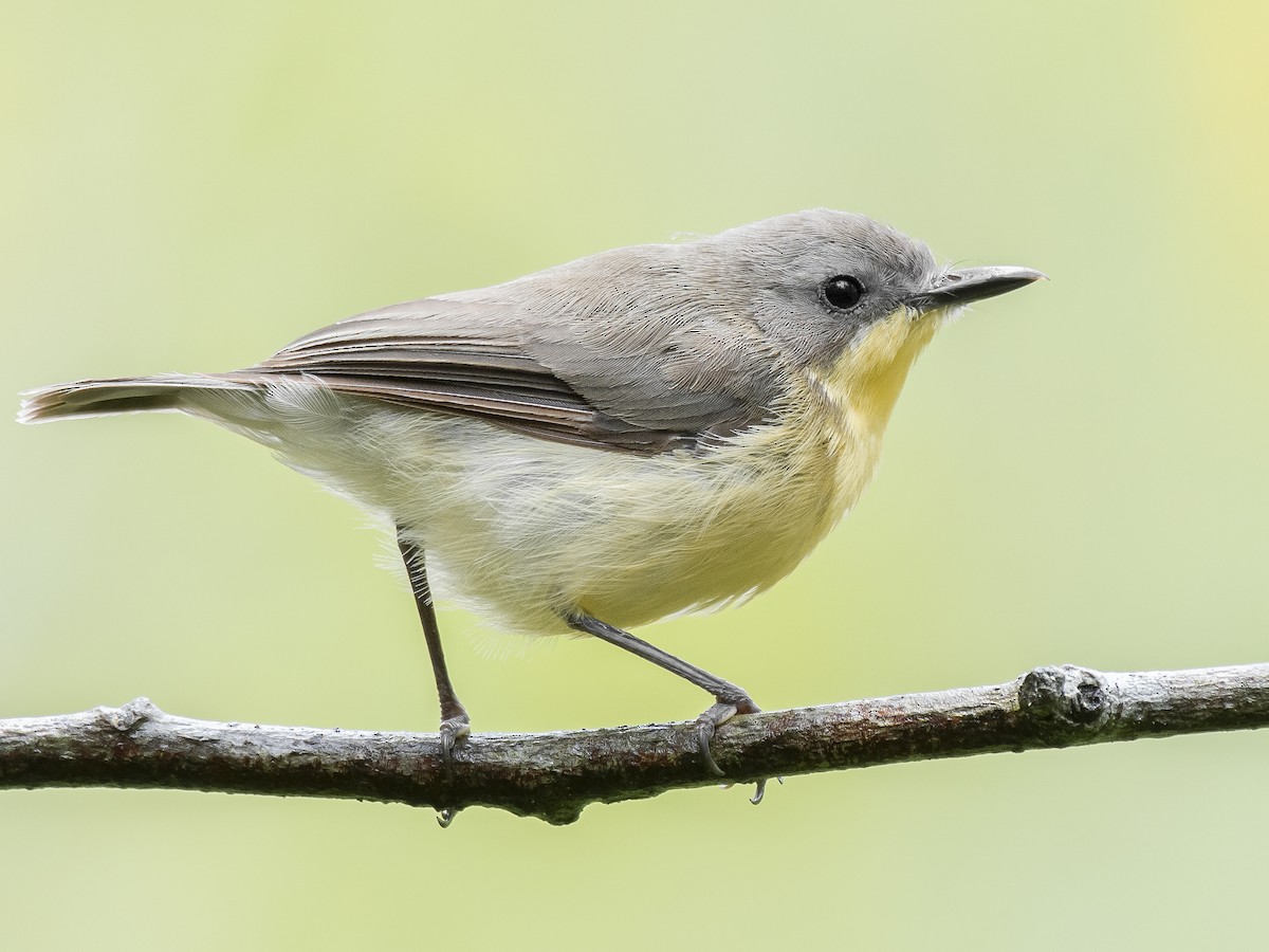 Golden-bellied Gerygone - Gerygone sulphurea - Birds of the World