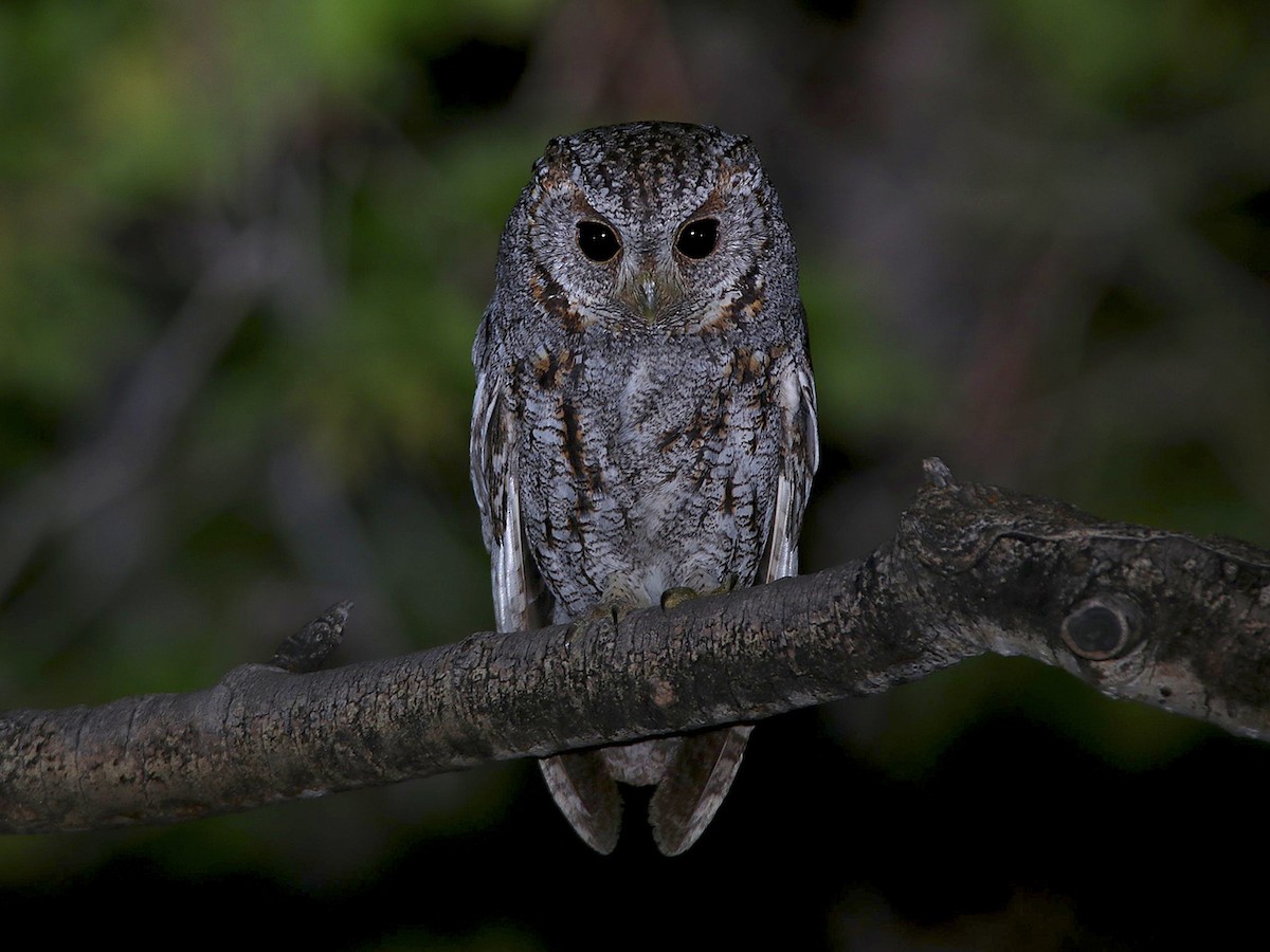 Flammulated Owl - Psiloscops flammeolus - Birds of the World