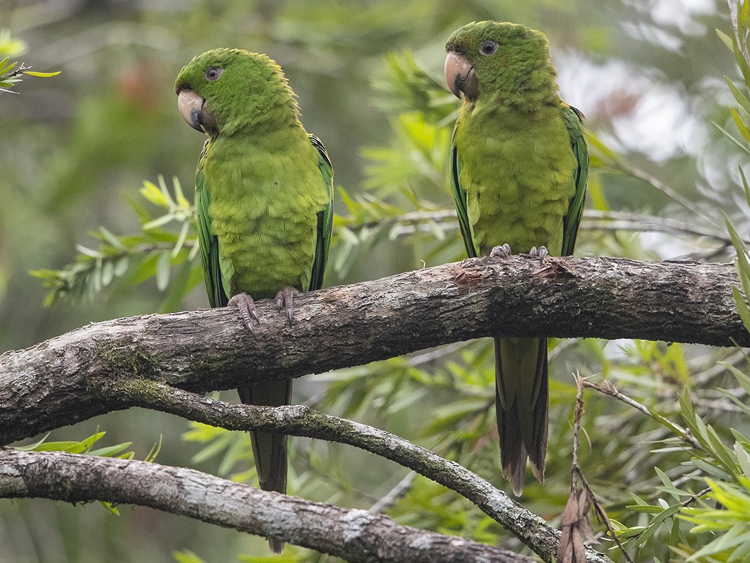 Pacific Parakeet - eBird