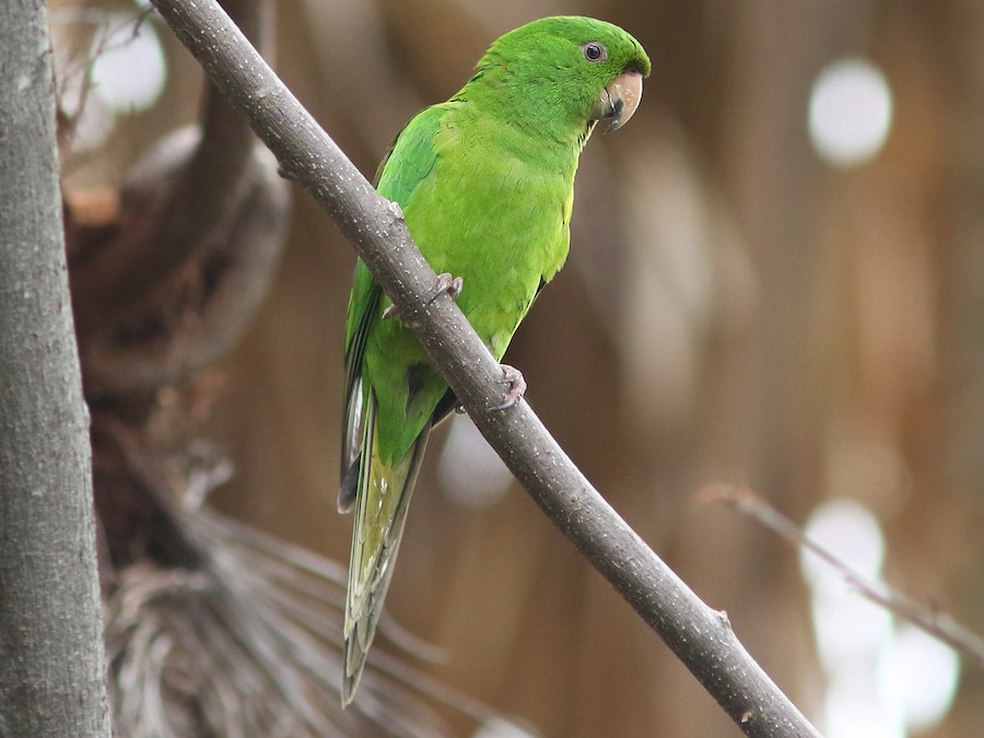 Pacific Parakeet - eBird