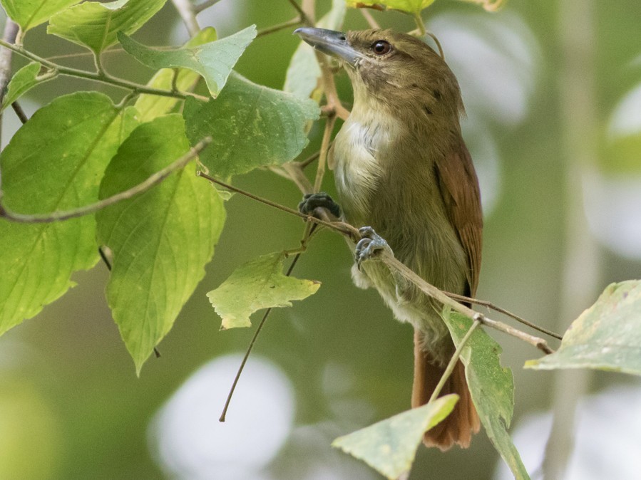 Russet Antshrike - eBird