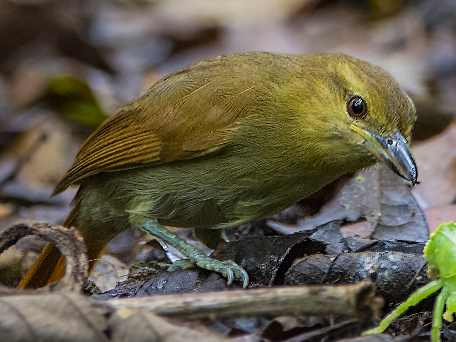 Russet Antshrike - eBird