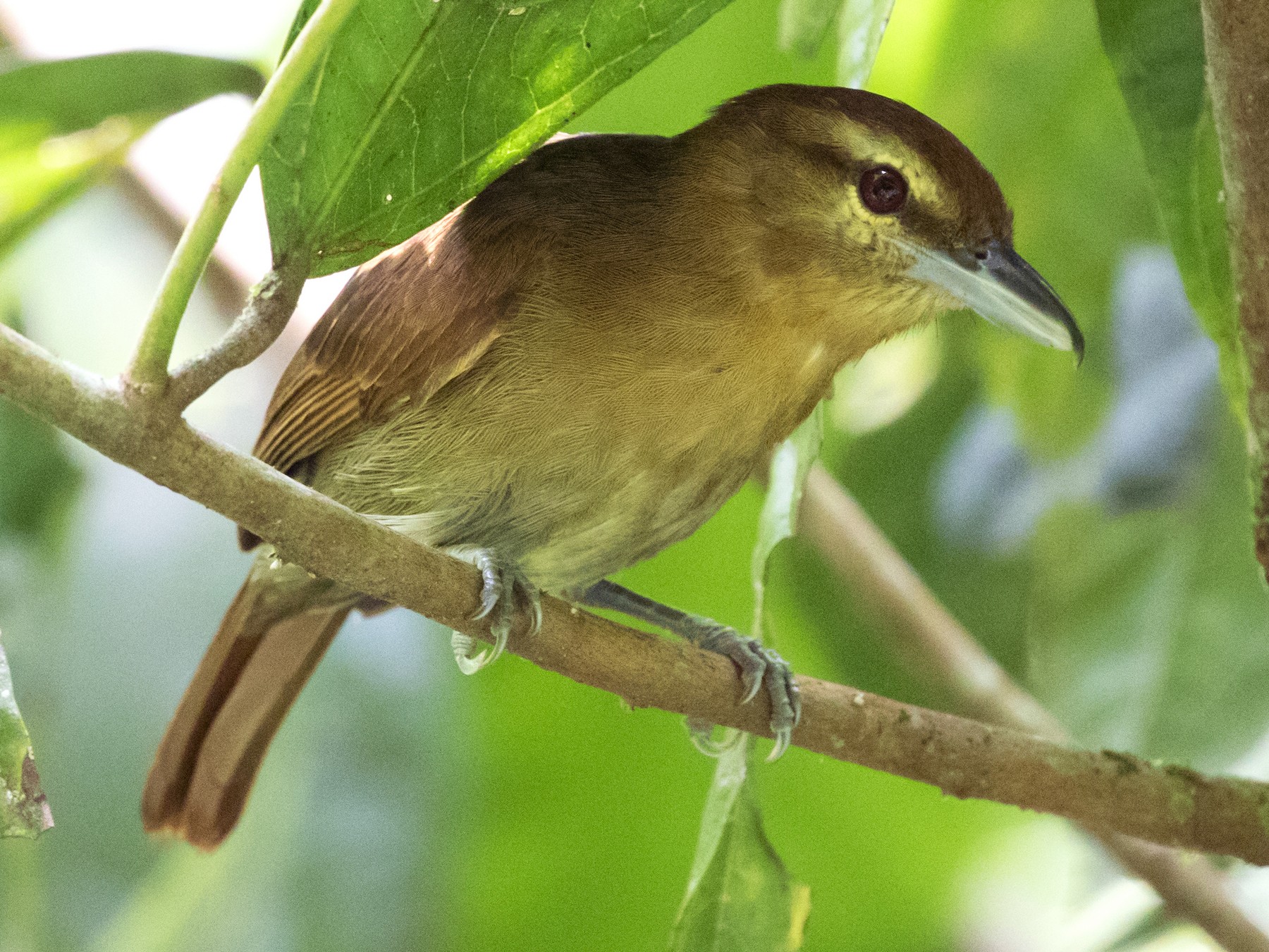 Russet Antshrike - eBird