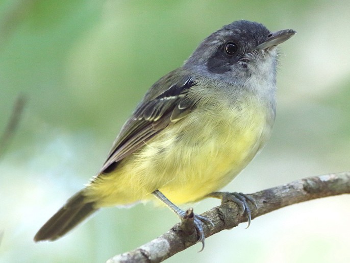 Choca Amarilla - eBird