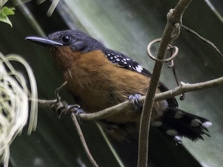 Dot-winged Antwren - eBird