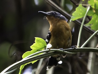 Dot-winged Antwren - eBird
