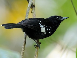Dot-winged Antwren - eBird