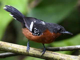 Dot-winged Antwren - eBird