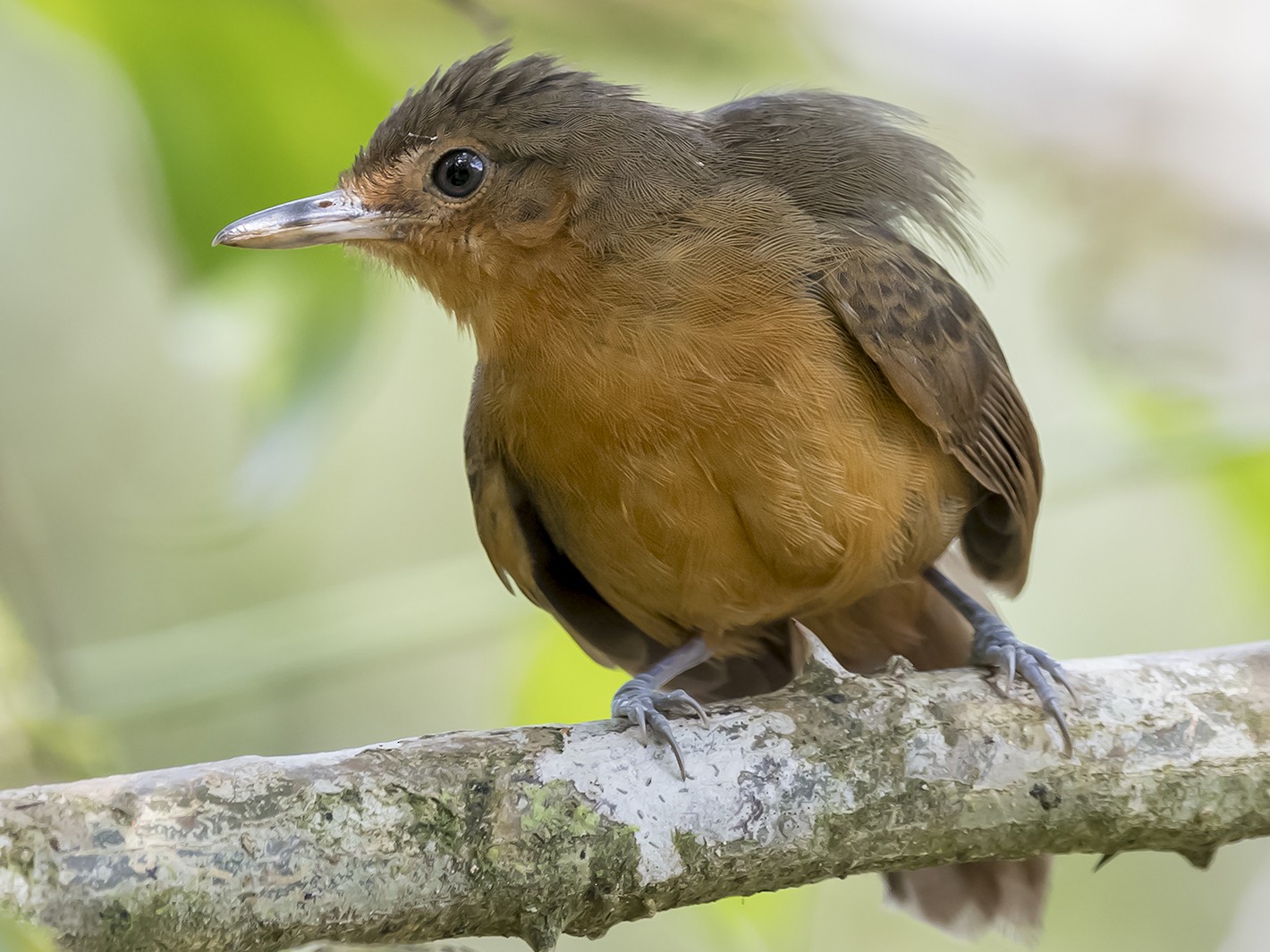 Dusky Antbird - eBird