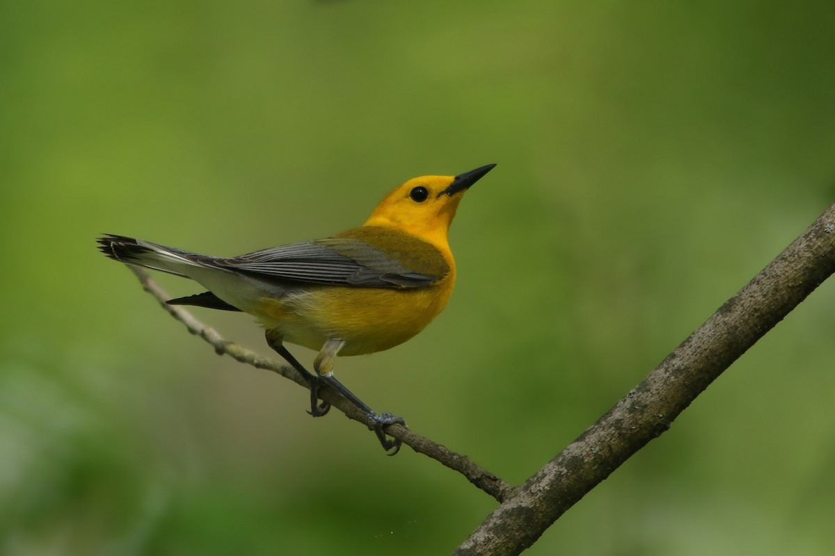 Maryland-DC Breeding Bird Atlas Checklist - 19 May 2020 - Susquehanna ...