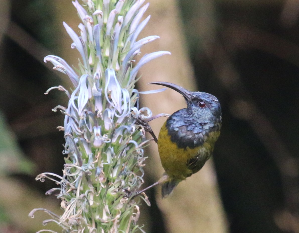 Cameroon Sunbird - Cyanomitra oritis - Birds of the World