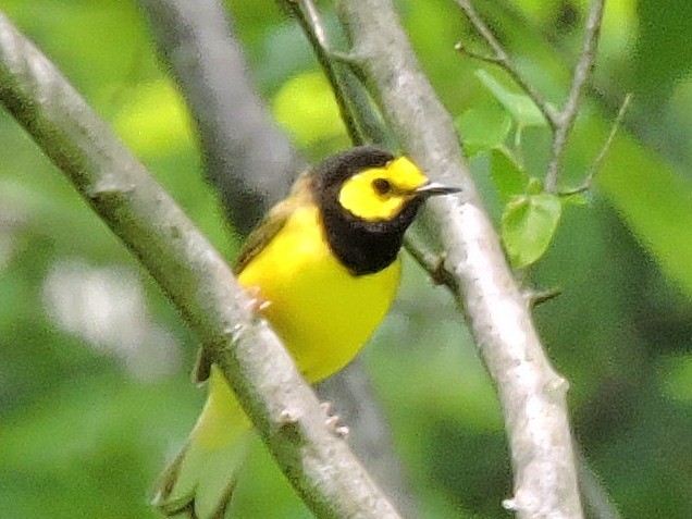 eBird Checklist - 26 May 2020 - Bear Mountain SP--Doodletown Rd. - 22 ...