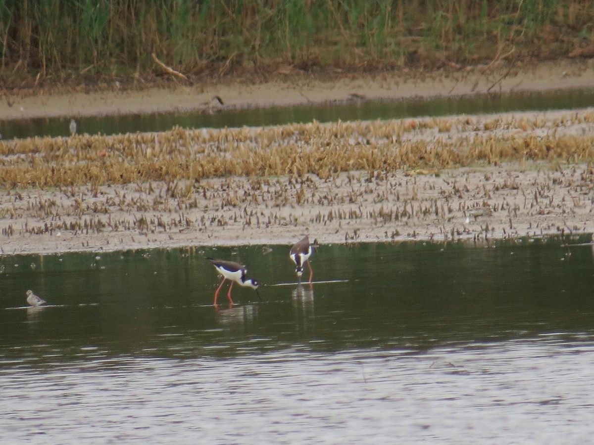 eBird Checklist - 26 May 2020 - Hog Island WMA - 59 species