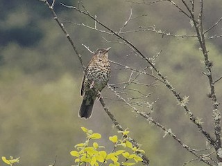 Sichuan Thrush - eBird