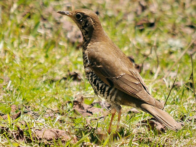 Sichuan Thrush - eBird