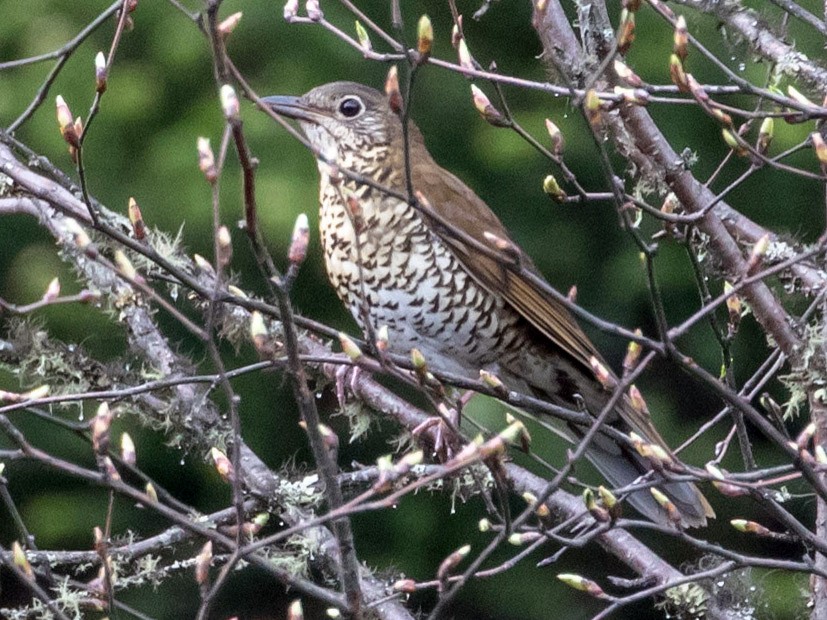 Sichuan Thrush - eBird