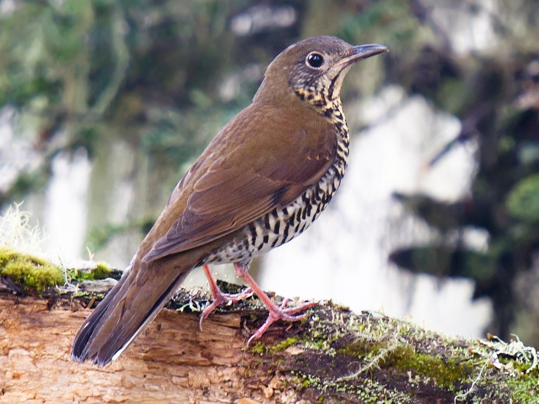 Sichuan Thrush - eBird