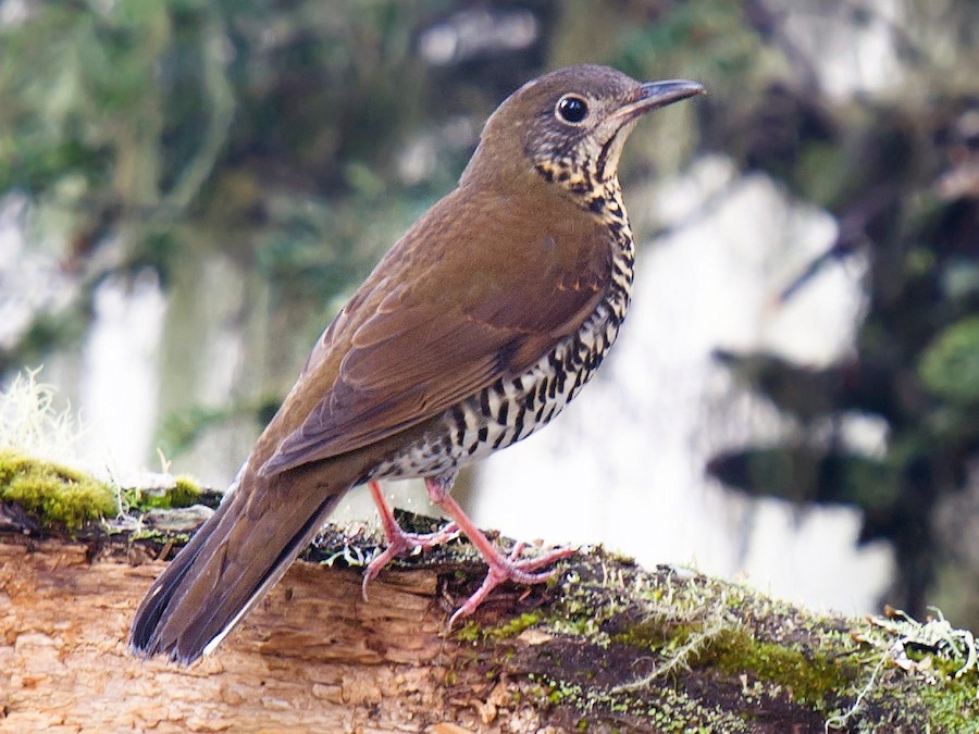 Sichuan Thrush - eBird