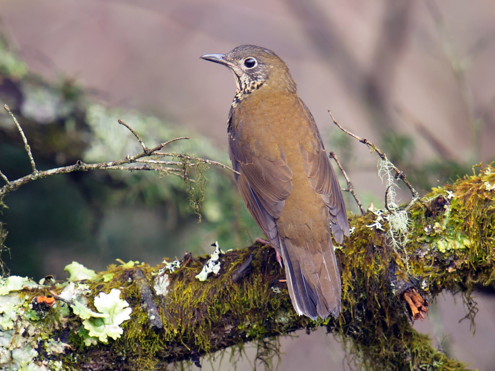 Sichuan Thrush - eBird