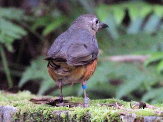 Everett's Thrush - eBird
