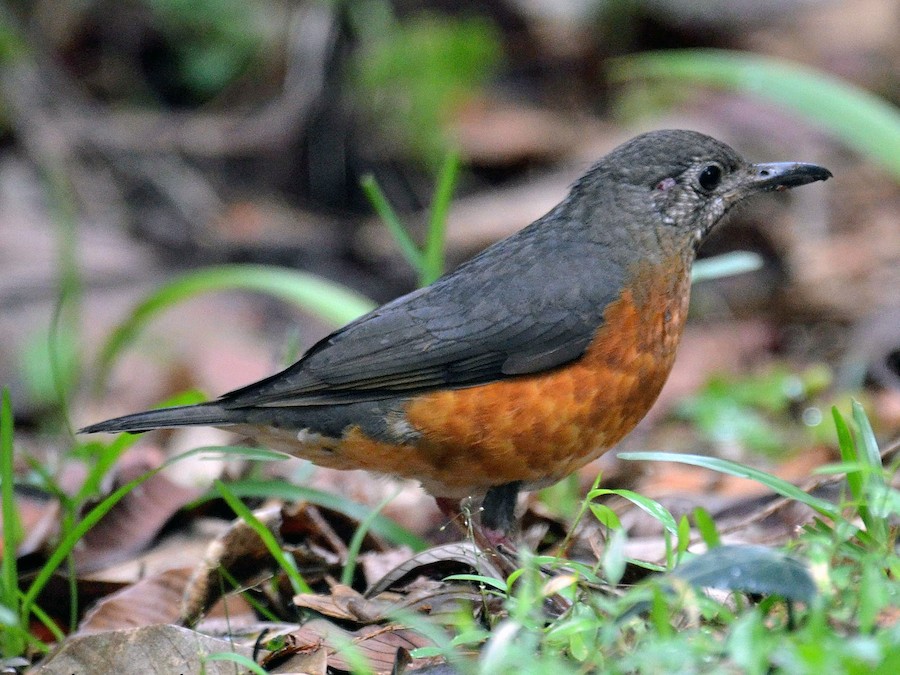 Everett's Thrush - eBird