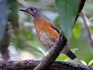 Everett's Thrush - eBird