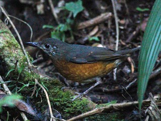 Everett's Thrush - eBird