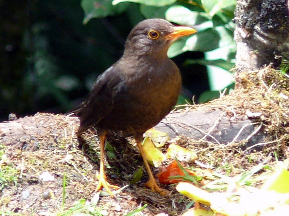 Island Thrush - eBird