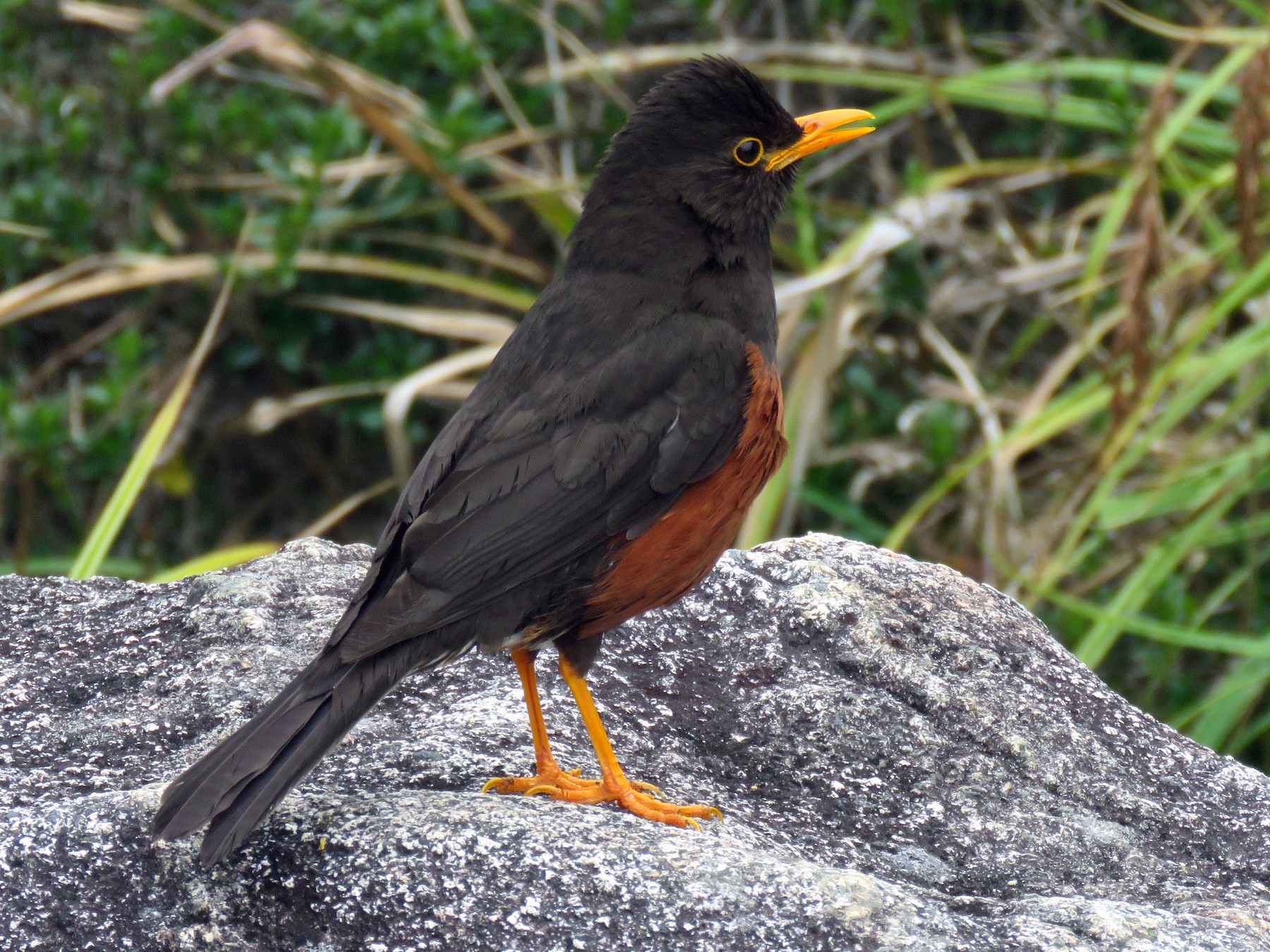 Pacifički ostrvski drozd - eBird