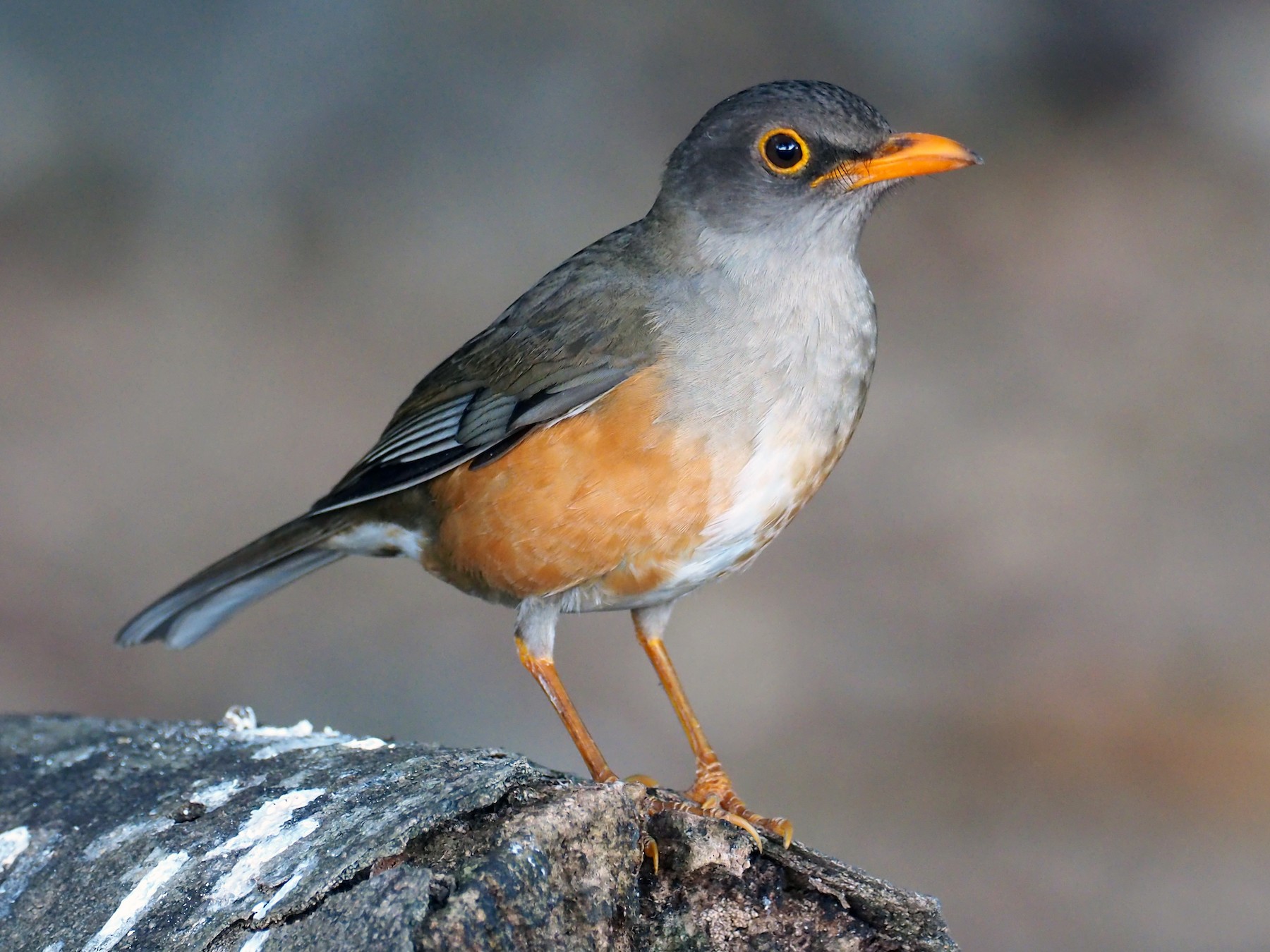 Island Thrush - eBird