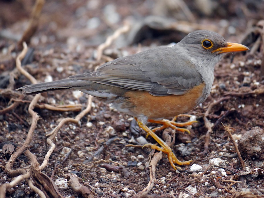 Island Thrush - eBird