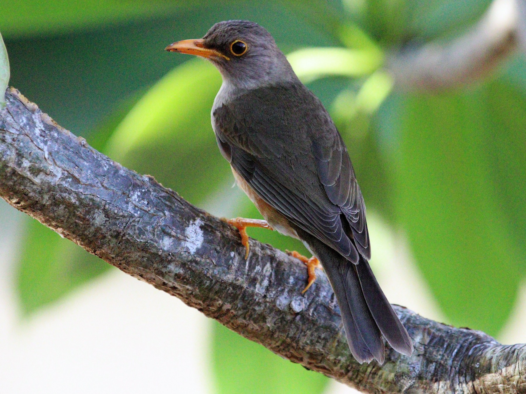 Island Thrush - eBird