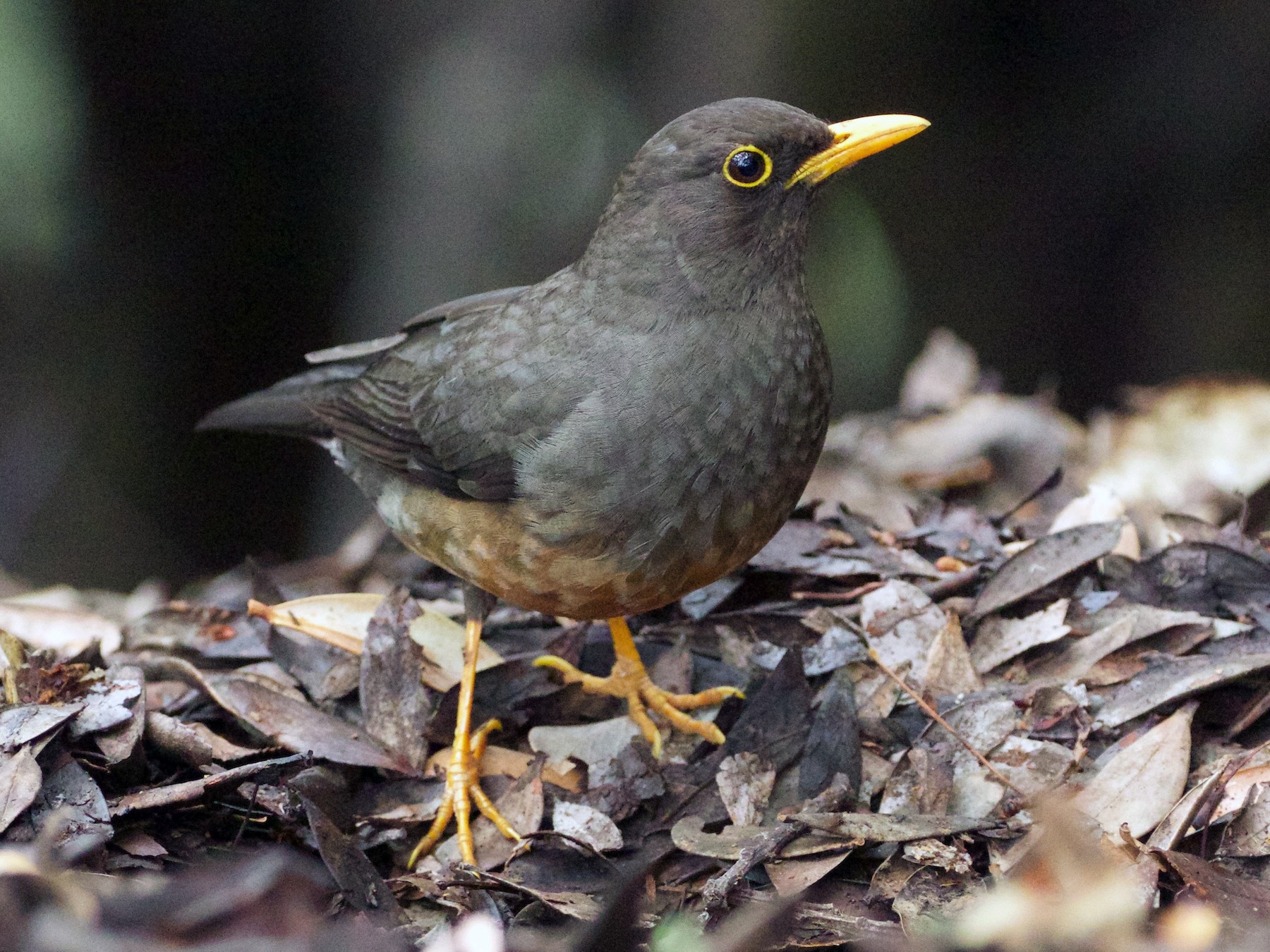 Island Thrush - eBird