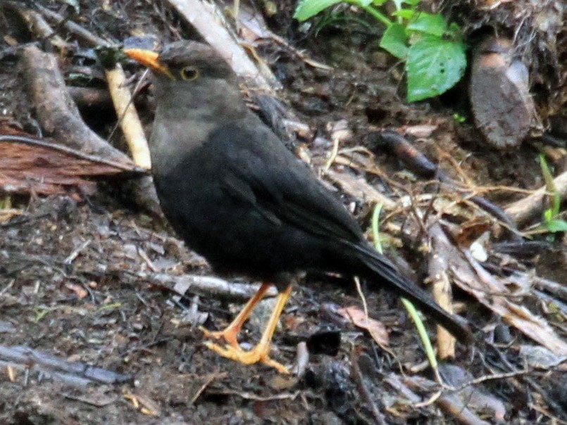 Island Thrush - eBird