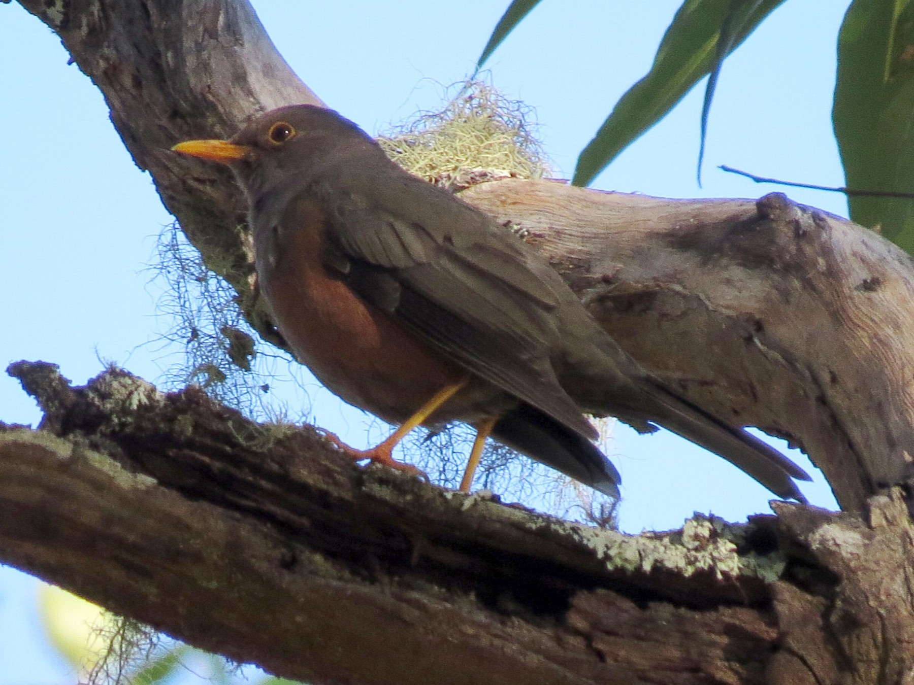 Island Thrush - eBird