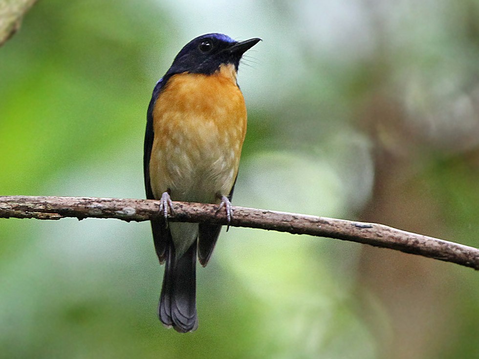 Sunda Blue Flycatcher - eBird