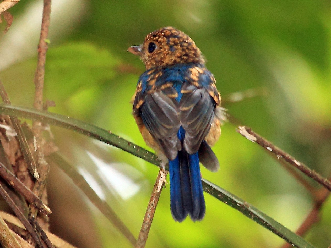 Sunda Blue Flycatcher - eBird