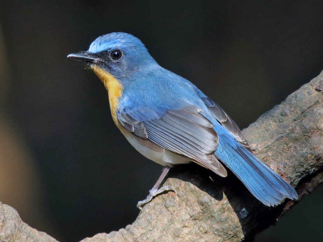 Indochinese Blue Flycatcher - eBird