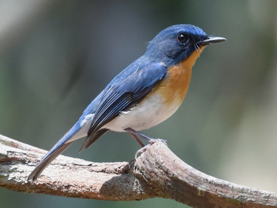 Indochinese Blue Flycatcher - eBird