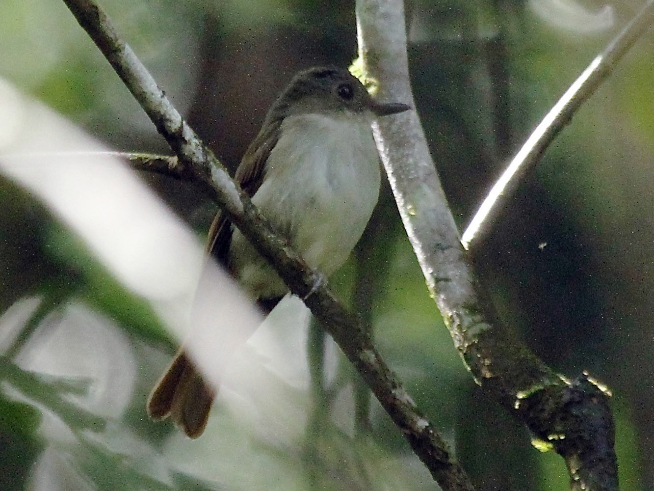 Chestnut-tailed Jungle Flycatcher - eBird