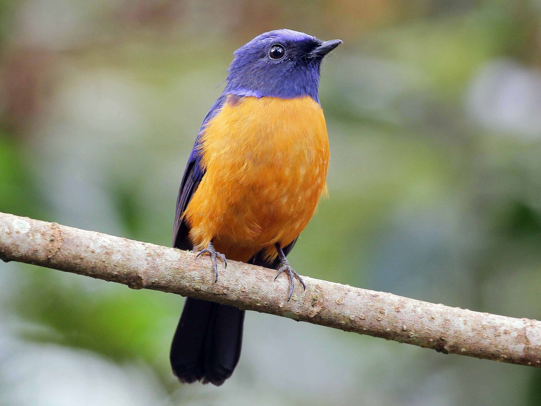 Rufous-vented Niltava - eBird