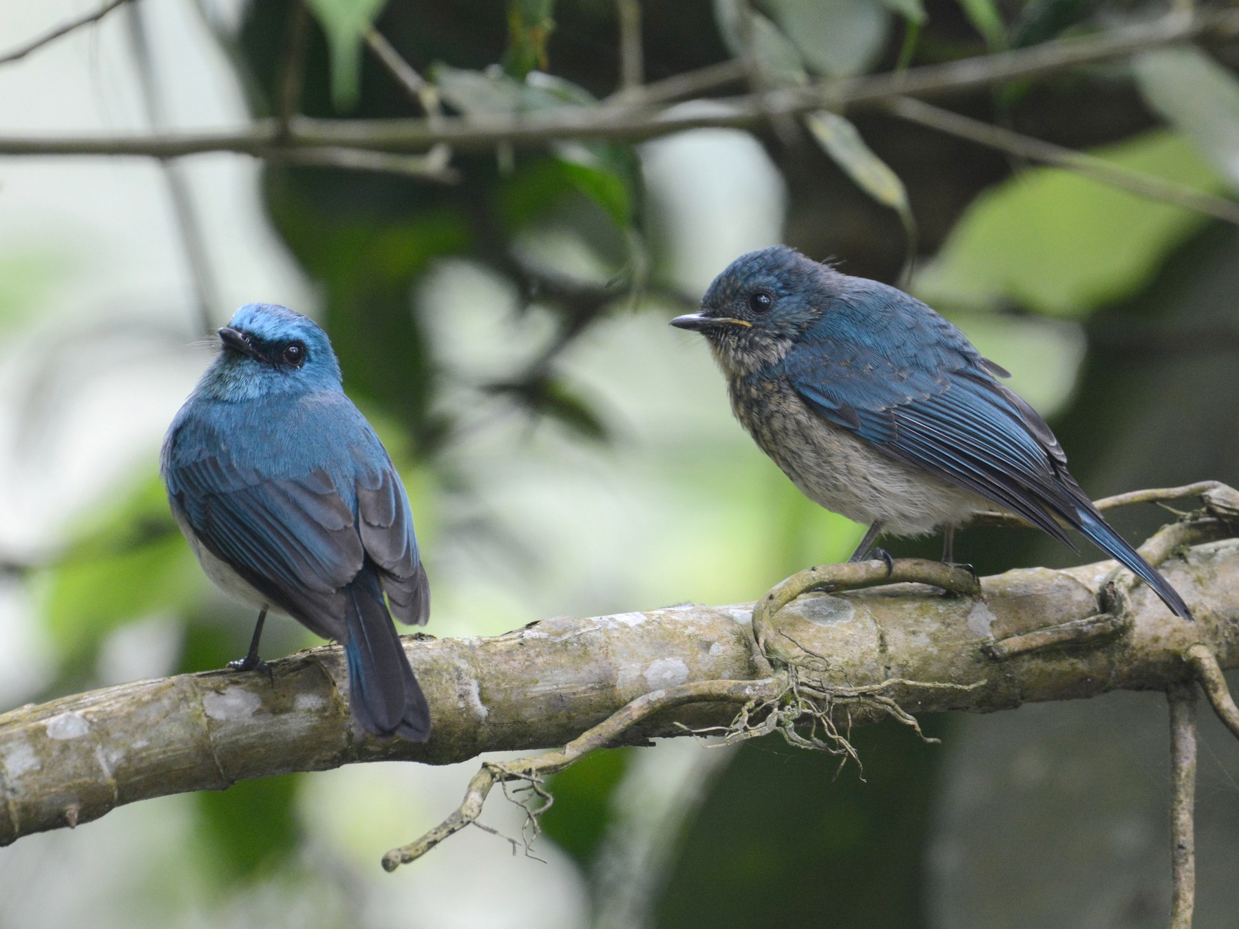 Indigo Flycatcher - eBird
