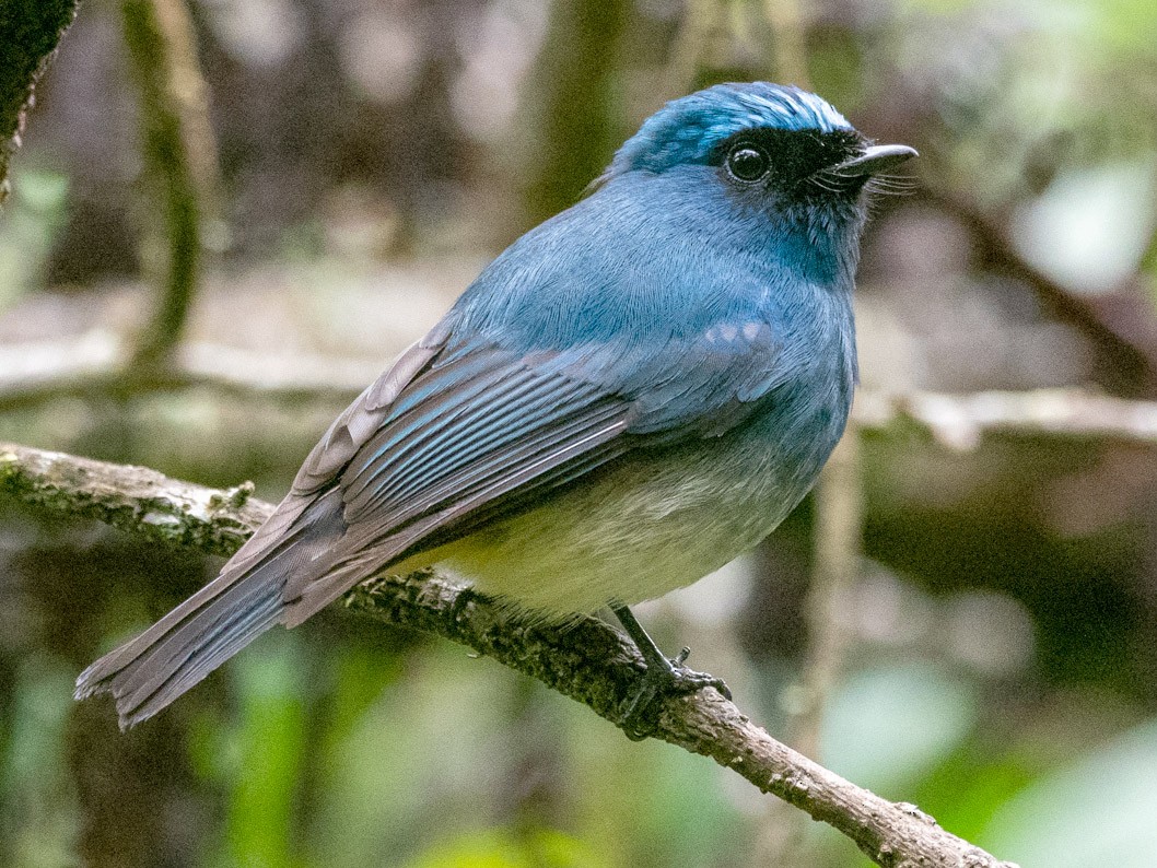 Indigo Flycatcher - eBird