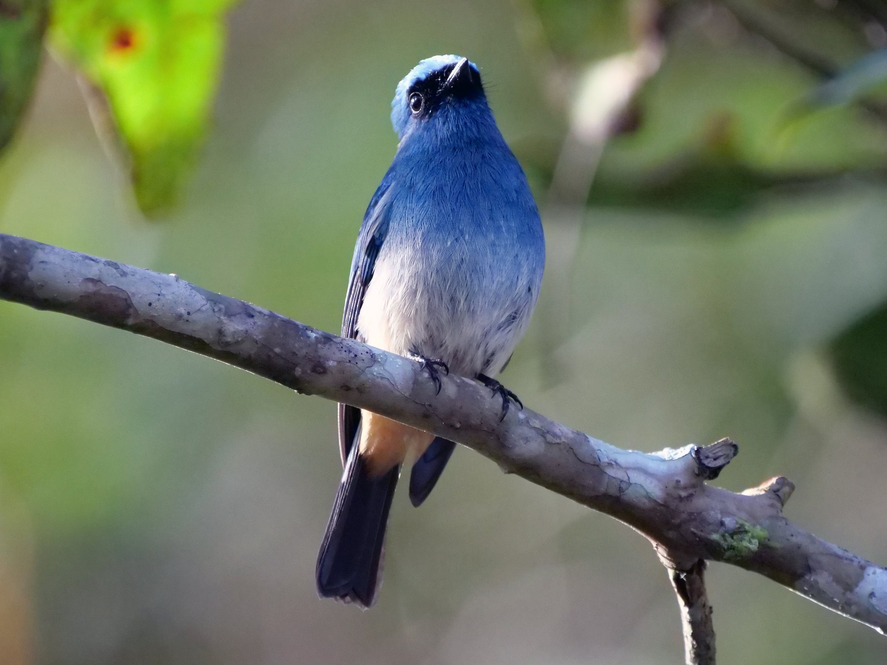 Indigo Flycatcher - eBird