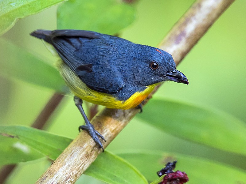 Yellow-rumped Flowerpecker - eBird